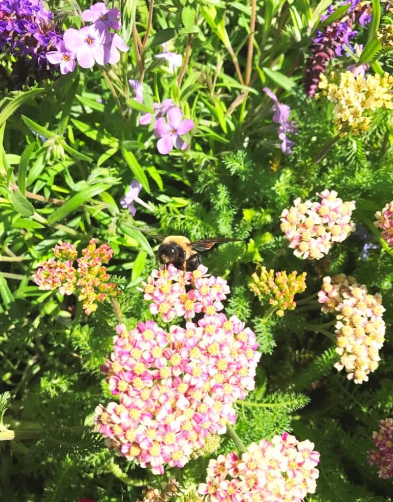 How to Make a Small Pollinator Garden - Get Green Be Well