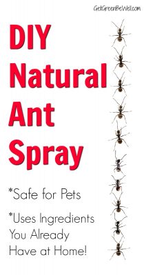 DIY Ant Spray Safe for Pets - Get Green Be Well