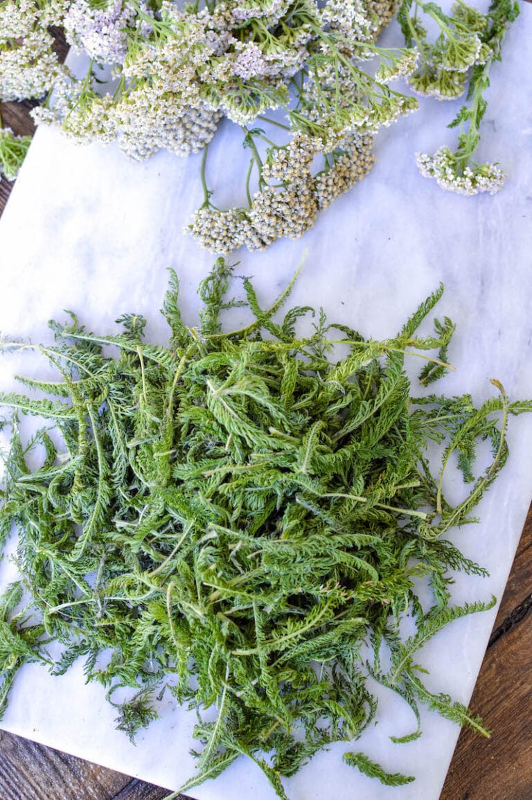 How to Forage, Harvest And Dry Yarrow - Get Green Be Well
