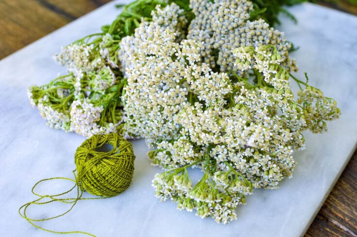 How to Forage, Harvest And Dry Yarrow - Get Green Be Well