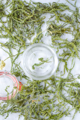 How to Forage, Harvest And Dry Yarrow - Get Green Be Well