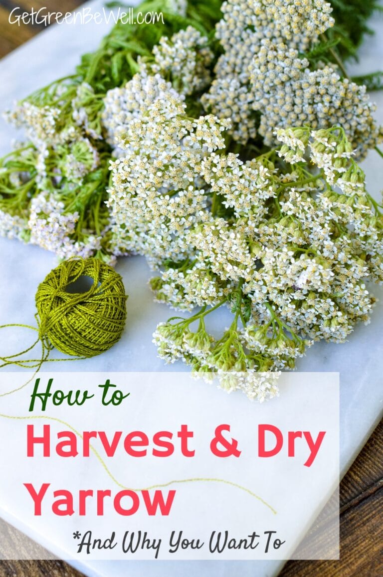 How to Forage, Harvest And Dry Yarrow - Get Green Be Well