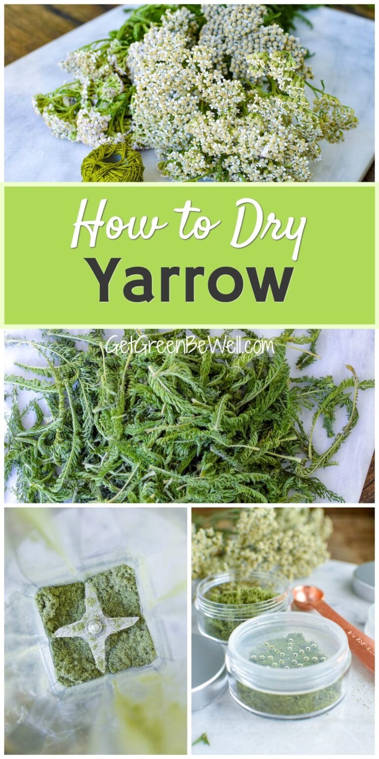 How to Forage, Harvest And Dry Yarrow - Get Green Be Well