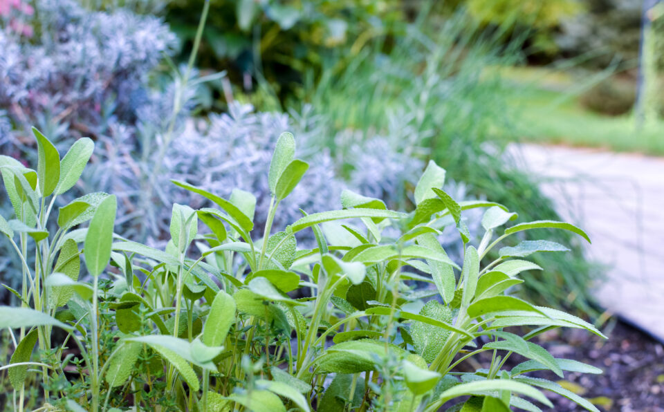 How to Make a Smudge Stick - Get Green Be Well