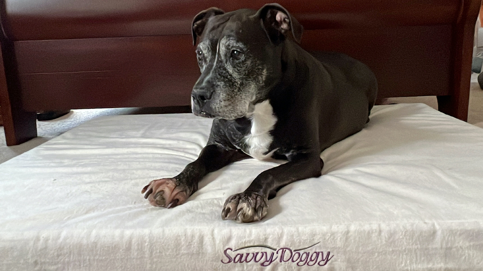 Savvy Doggy: The Perfect Non-Toxic Dog Bed for Your Pets! - Get Green ...